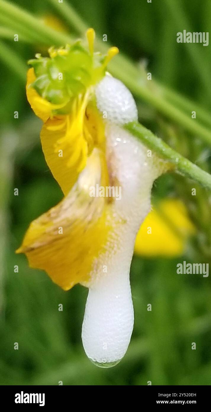 Spittlebugs and Froghoppers (Cercopoidea) Insecta Stock Photo - Alamy