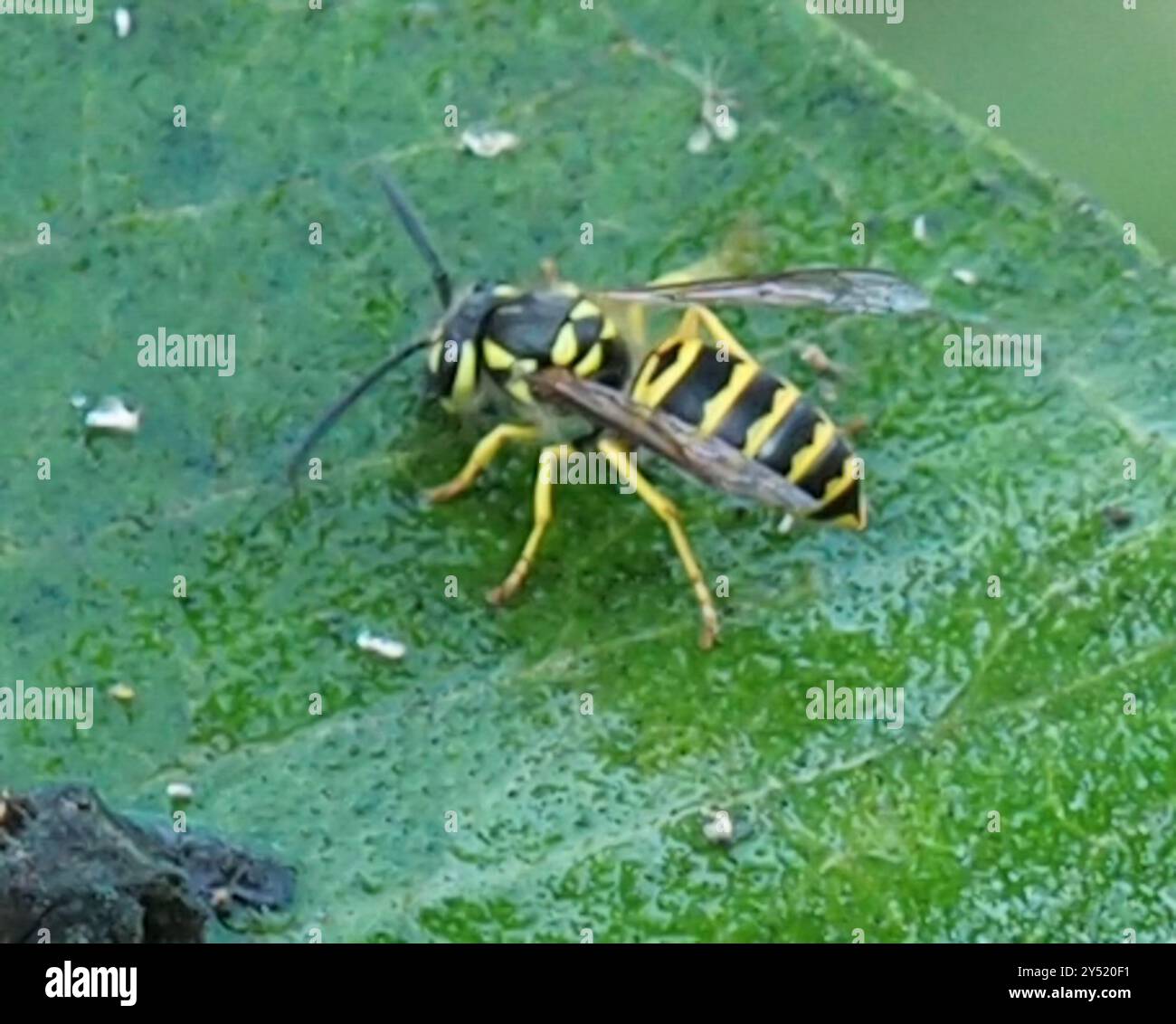 Eastern Yellowjacket (Vespula maculifrons) Insecta Stock Photo - Alamy