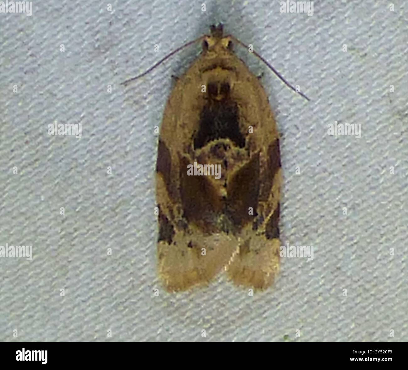 Red-banded Leafroller Moth (Argyrotaenia velutinana) Insecta Stock ...