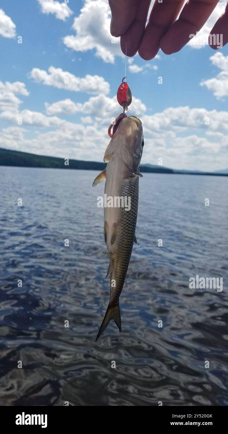 Fallfish (Semotilus corporalis) Actinopterygii Stock Photo - Alamy