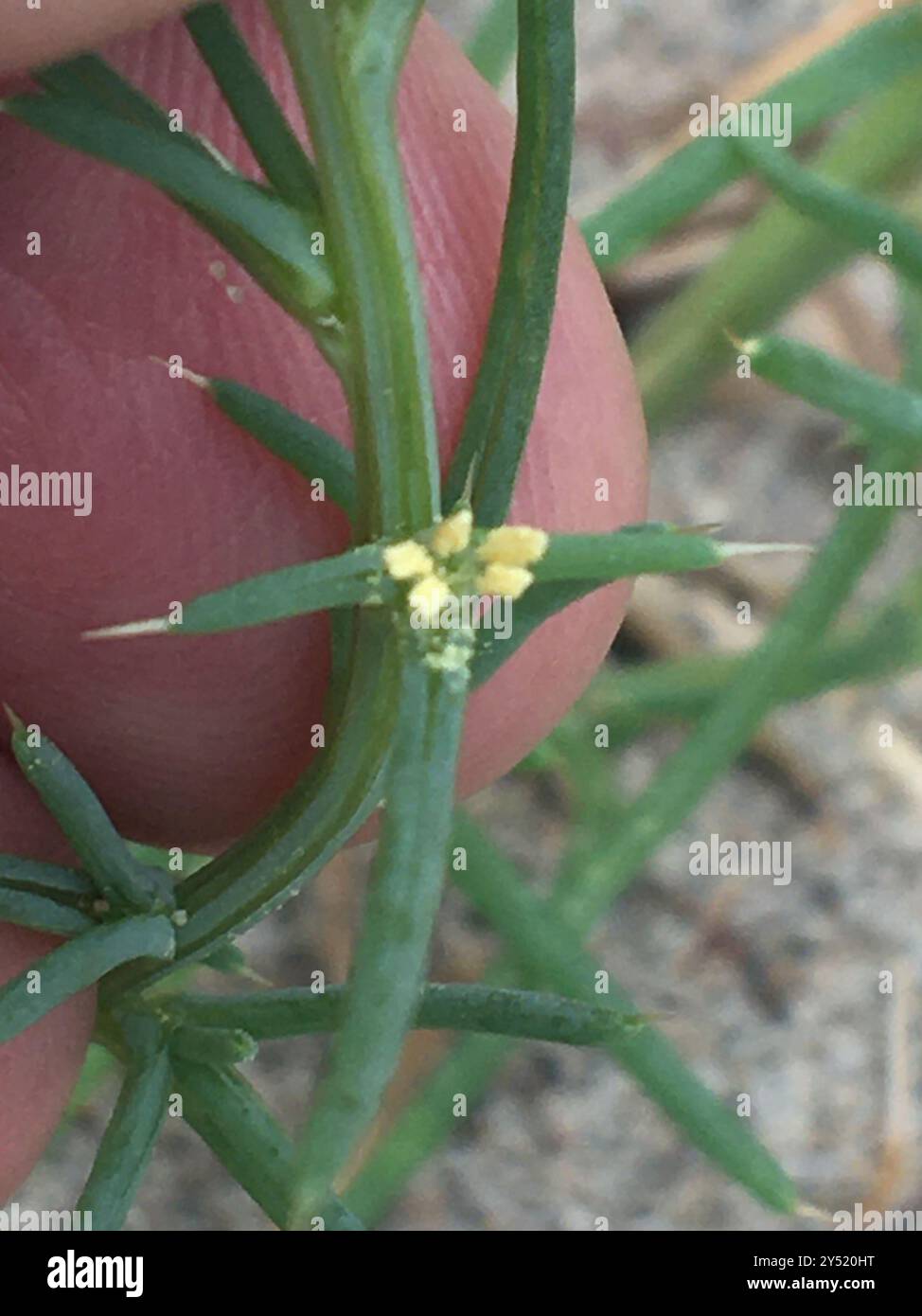 saltwort (Salsola kali) Plantae Stock Photo - Alamy