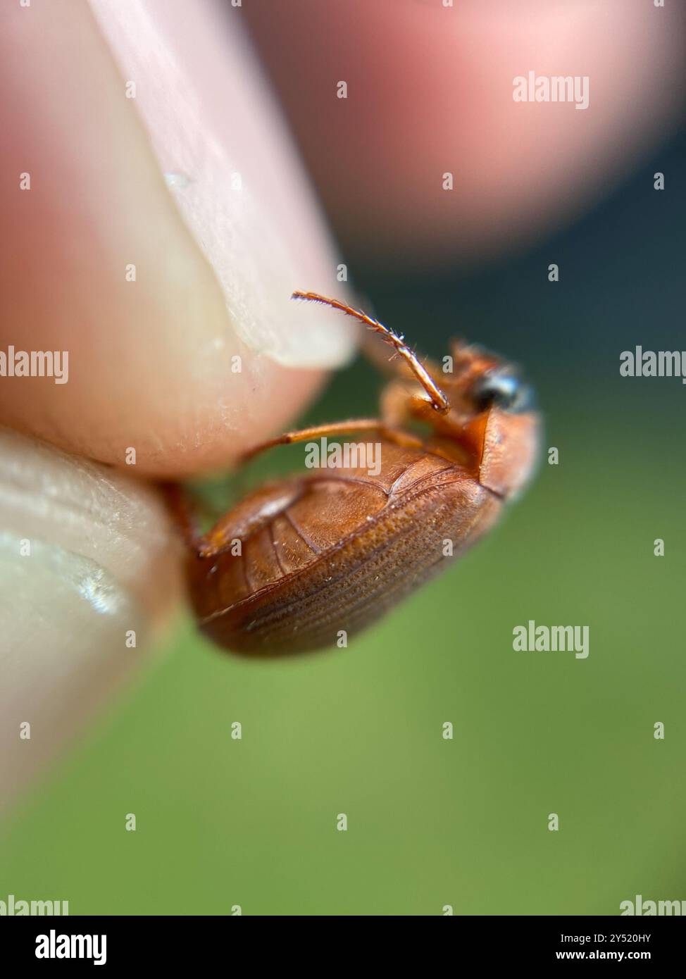 Brown Chafer (Serica brunnea) Insecta Stock Photo - Alamy