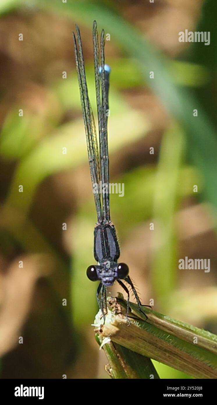 Blue-tipped Dancer (Argia tibialis) Insecta Stock Photo - Alamy
