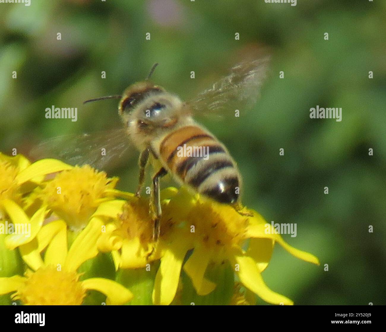 Western Honey Bee (Apis mellifera) Insecta Stock Photo - Alamy