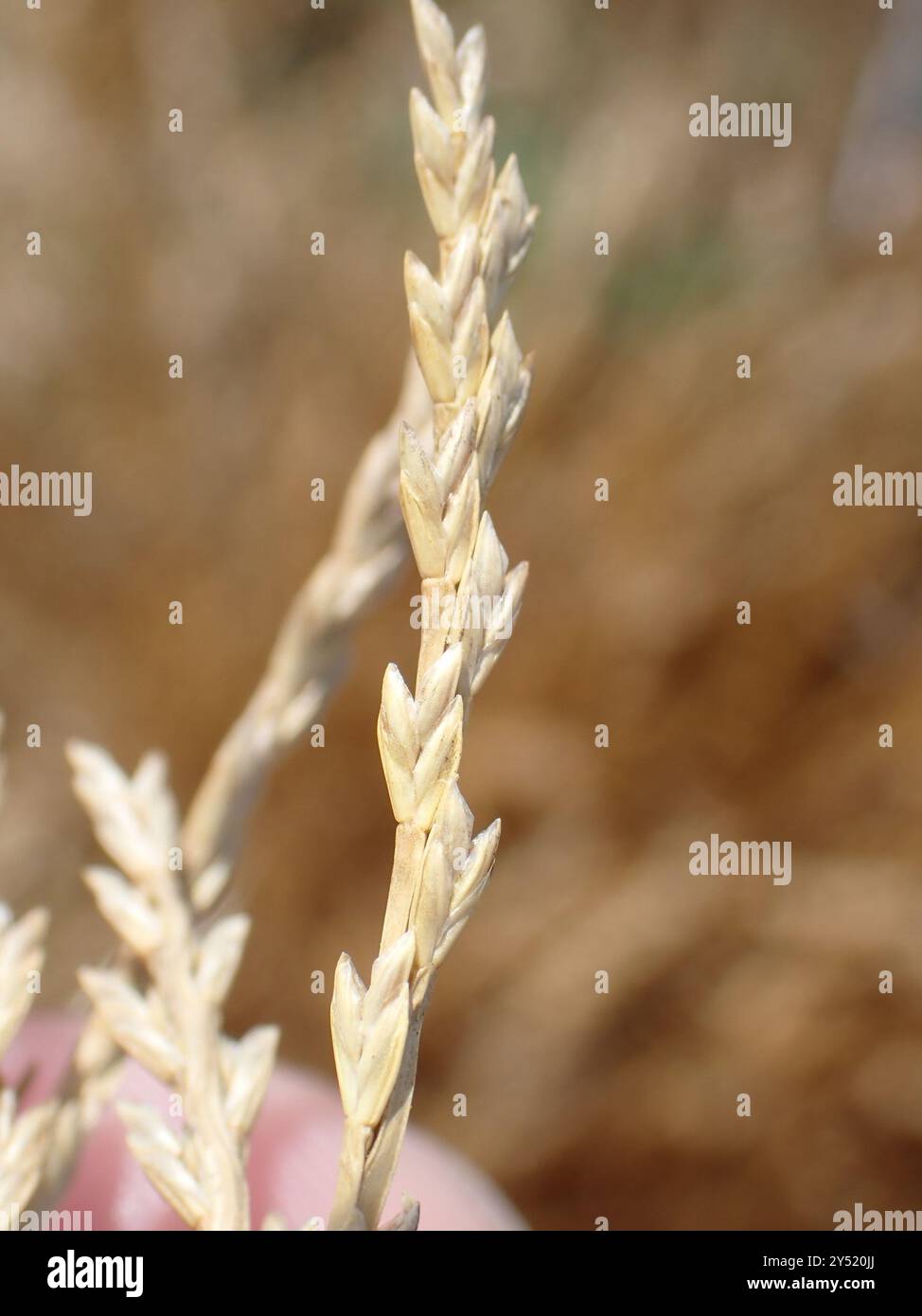 Sea Fern-grass (Catapodium marinum) Plantae Stock Photo - Alamy