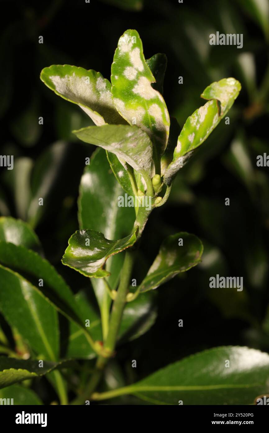 Spindletree powdery mildew (Erysiphe euonymicola) Fungi Stock Photo - Alamy