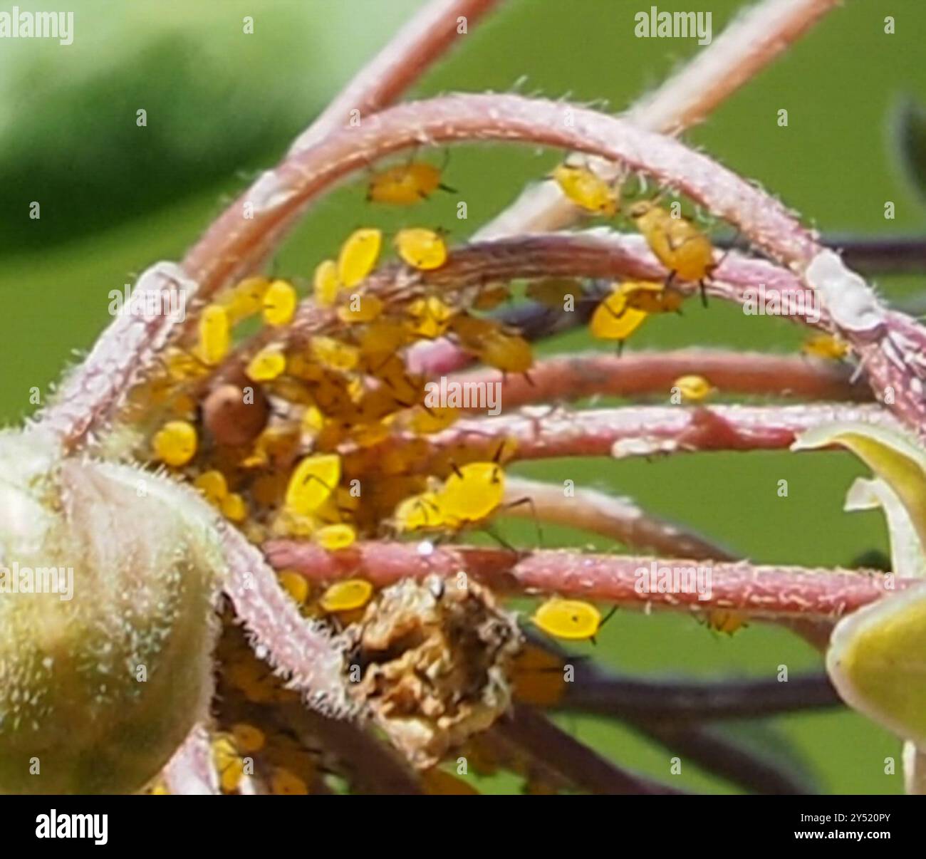 Oleander Aphid (Aphis nerii) Insecta Stock Photo - Alamy