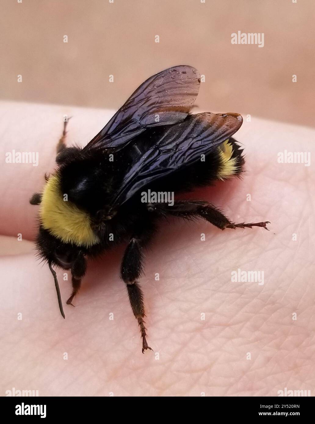 California Bumble Bee (Bombus californicus) Insecta Stock Photo - Alamy