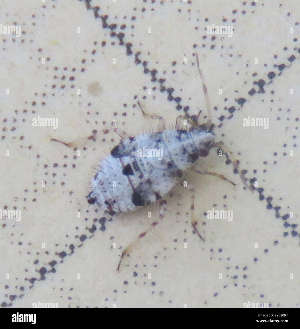 True Bugs, Hoppers, Aphids, and allies (Hemiptera) Insecta Stock Photo ...