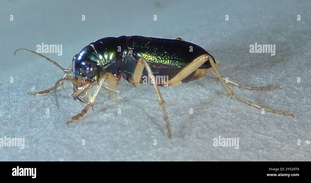 Virginia Metallic Tiger Beetle (Tetracha virginica) Insecta Stock Photo ...