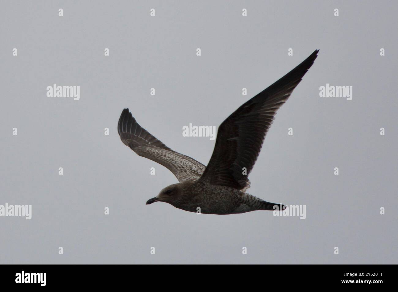 California Gull (Larus californicus) Aves Stock Photo - Alamy