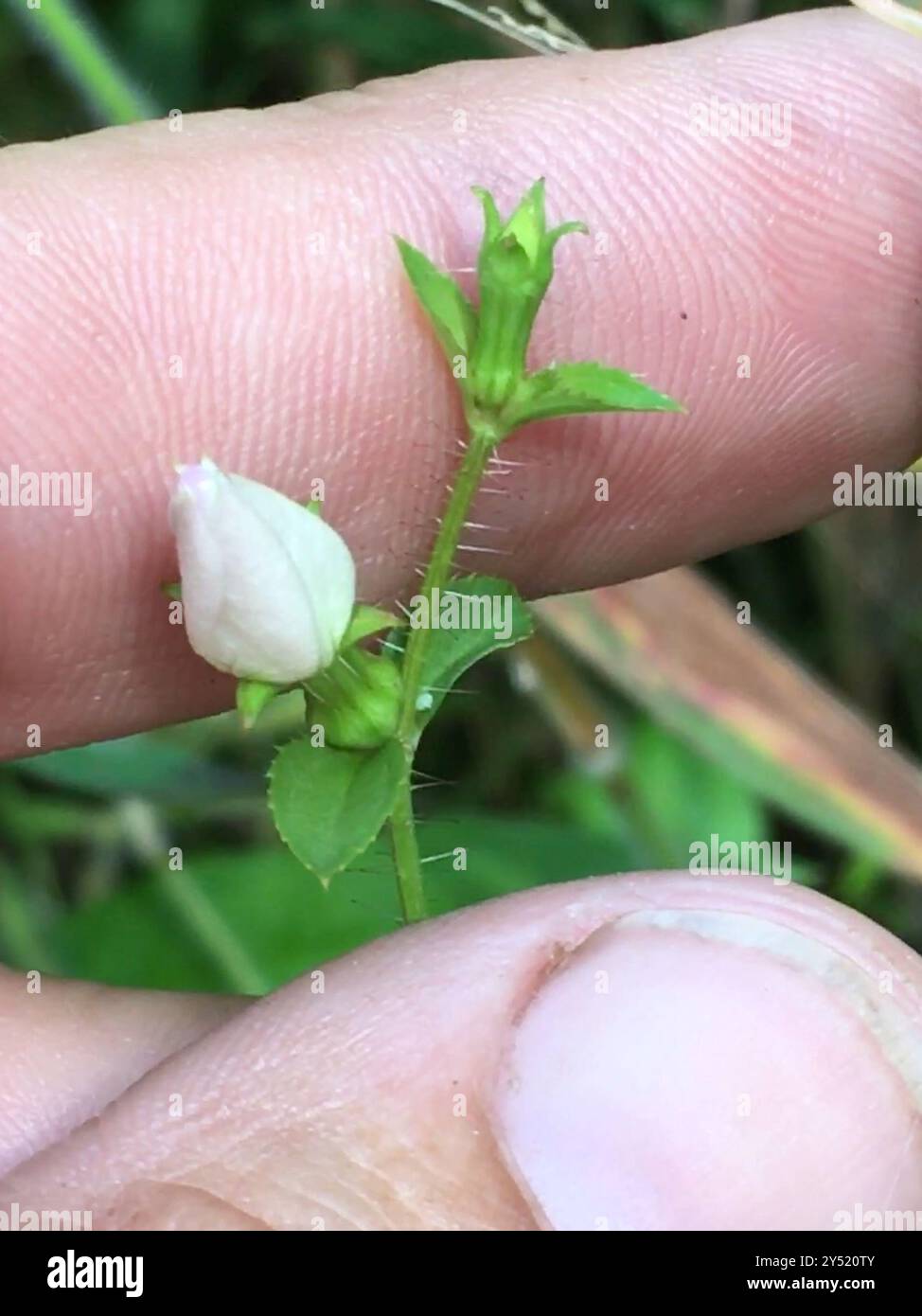 Maryland meadowbeauty (Rhexia mariana) Plantae Stock Photo - Alamy