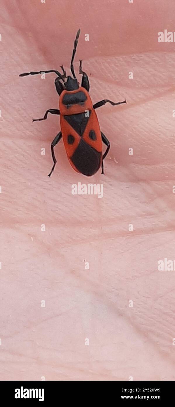 Mediterranean red bug (Scantius aegyptius) Insecta Stock Photo - Alamy