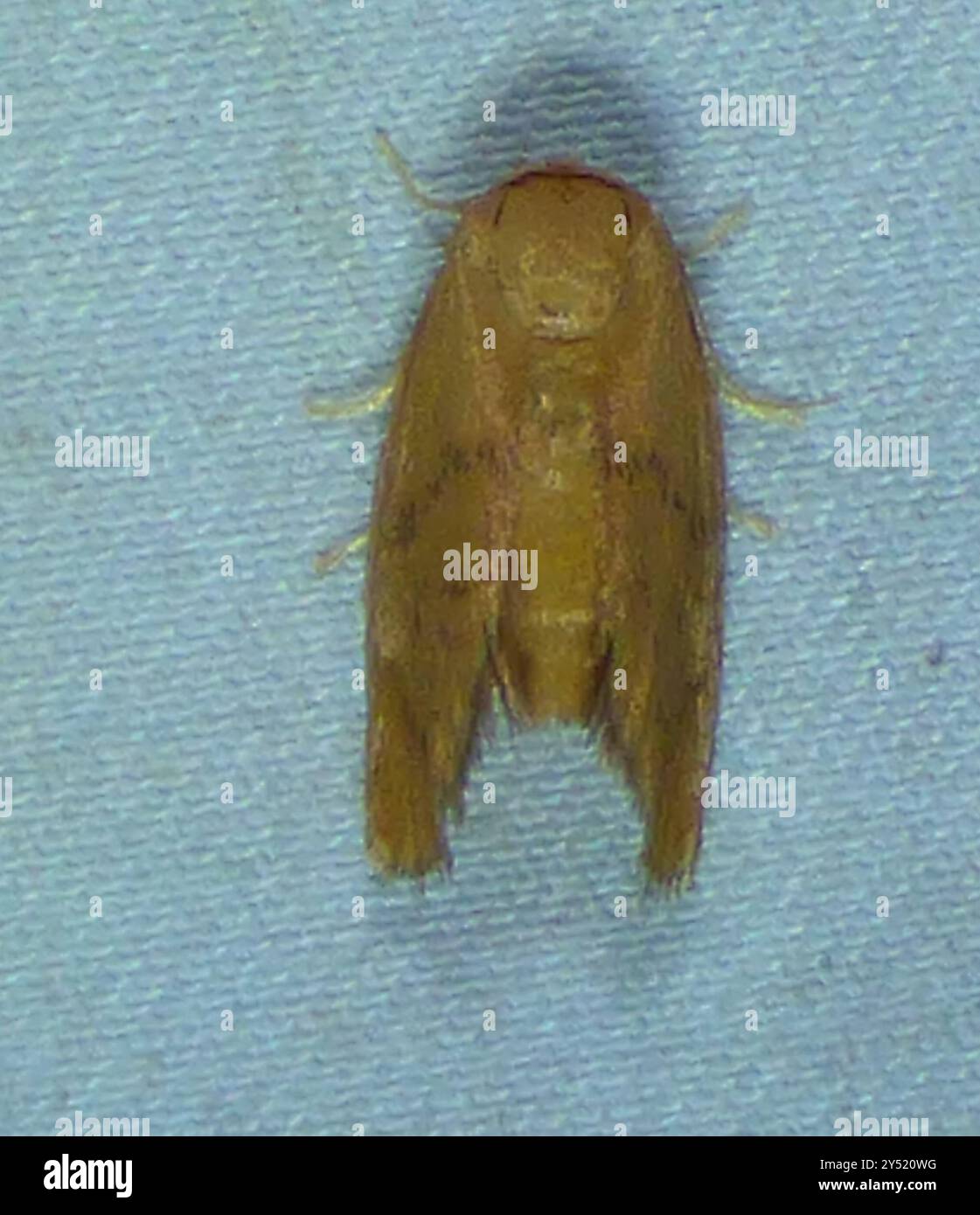 Red-eyed Button Slug Moth (Heterogenea shurtleffi) Insecta Stock Photo ...