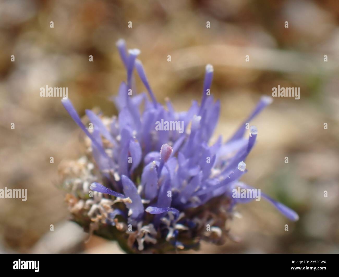 Sheep's-bit (Jasione montana) Plantae Stock Photo - Alamy