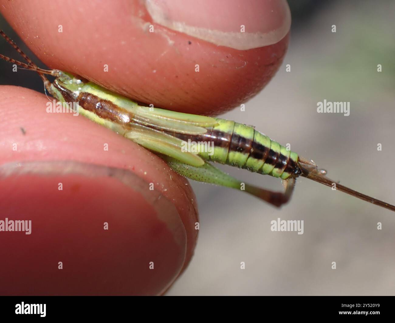 Long-winged Conehead (Conocephalus fuscus) Insecta Stock Photo - Alamy