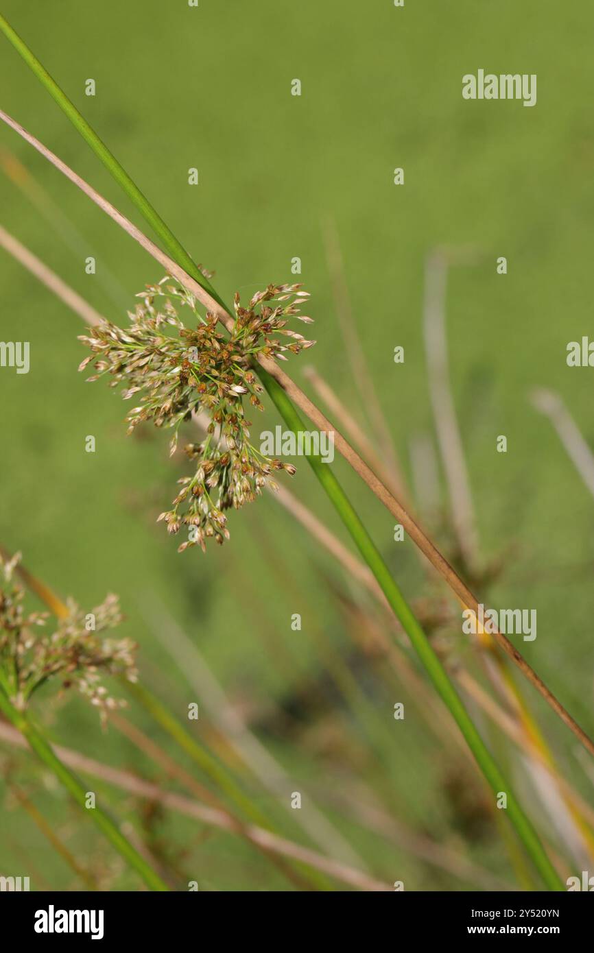 Soft Rush (Juncus effusus) Plantae Stock Photo - Alamy