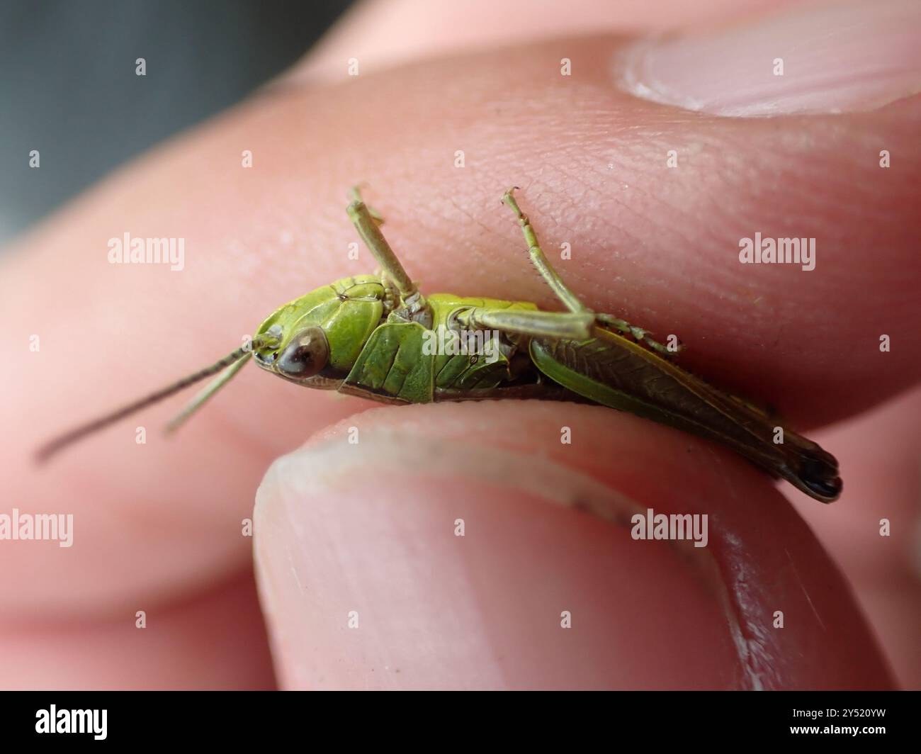 Meadow Grasshopper (Pseudochorthippus parallelus) Insecta Stock Photo ...