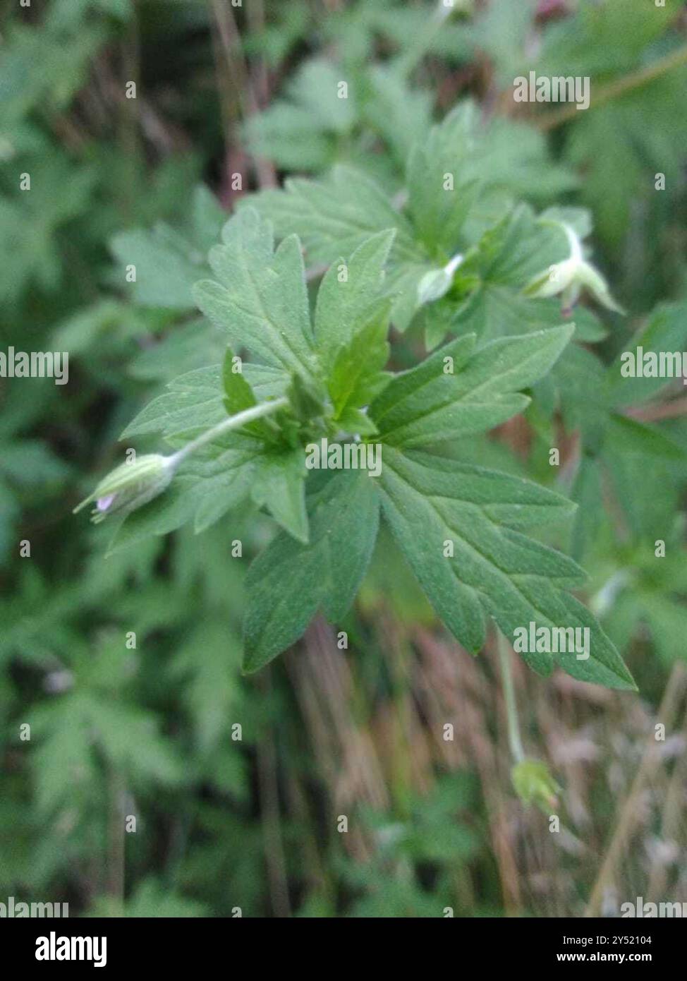 Siberian Crane's-bill (Geranium sibiricum) Plantae Stock Photo - Alamy