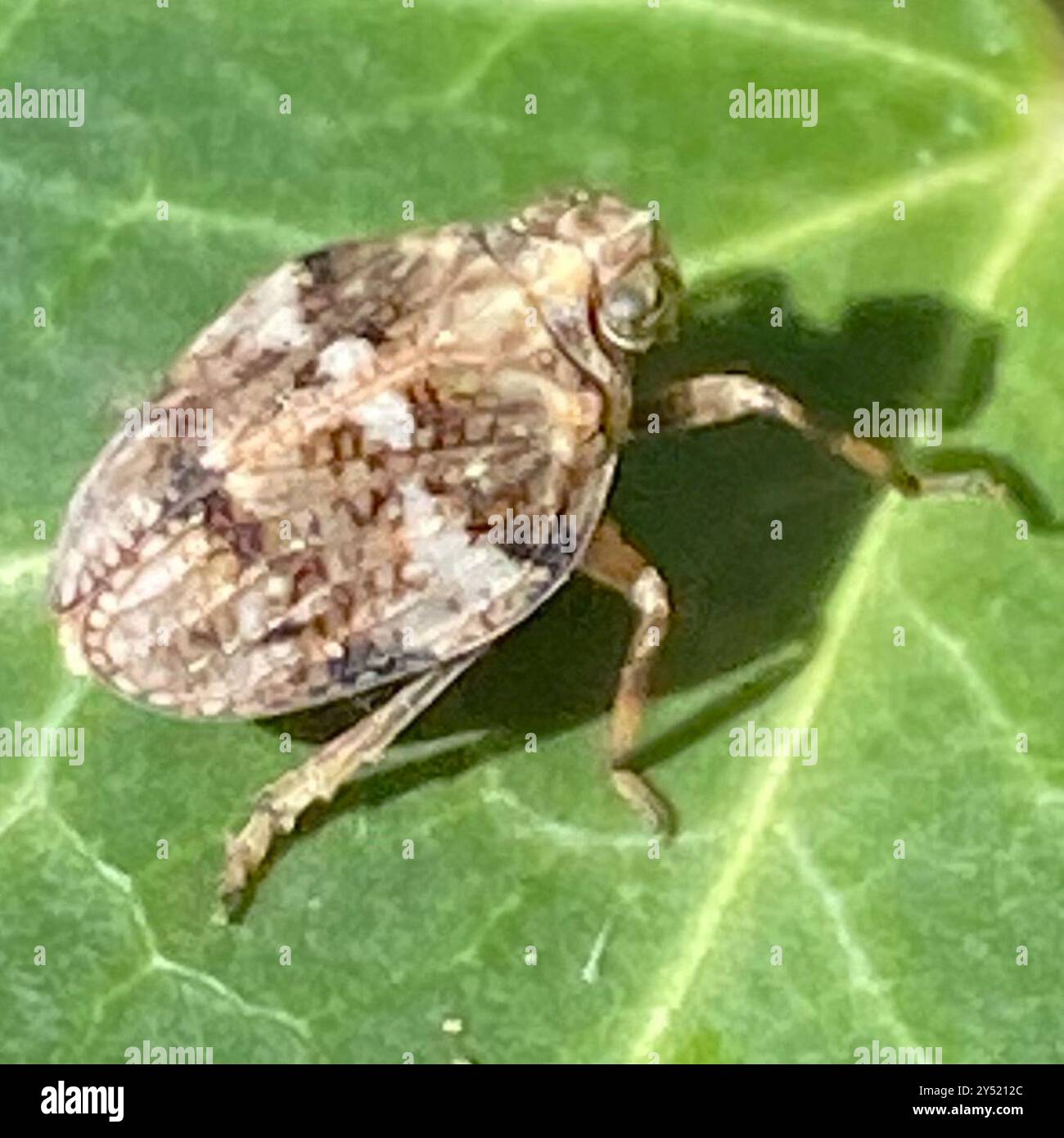 Issid bug hi-res stock photography and images - Alamy
