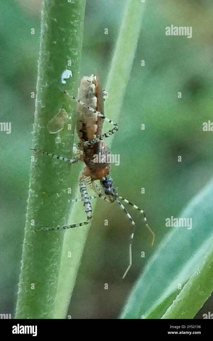 (Pselliopus spinicollis) Insecta Stock Photo - Alamy