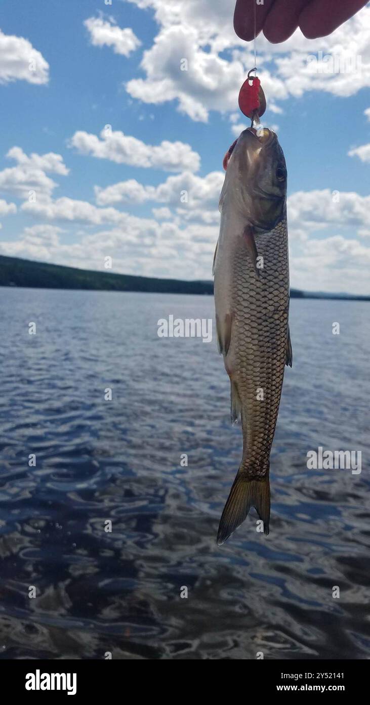 Fallfish (Semotilus corporalis) Actinopterygii Stock Photo - Alamy