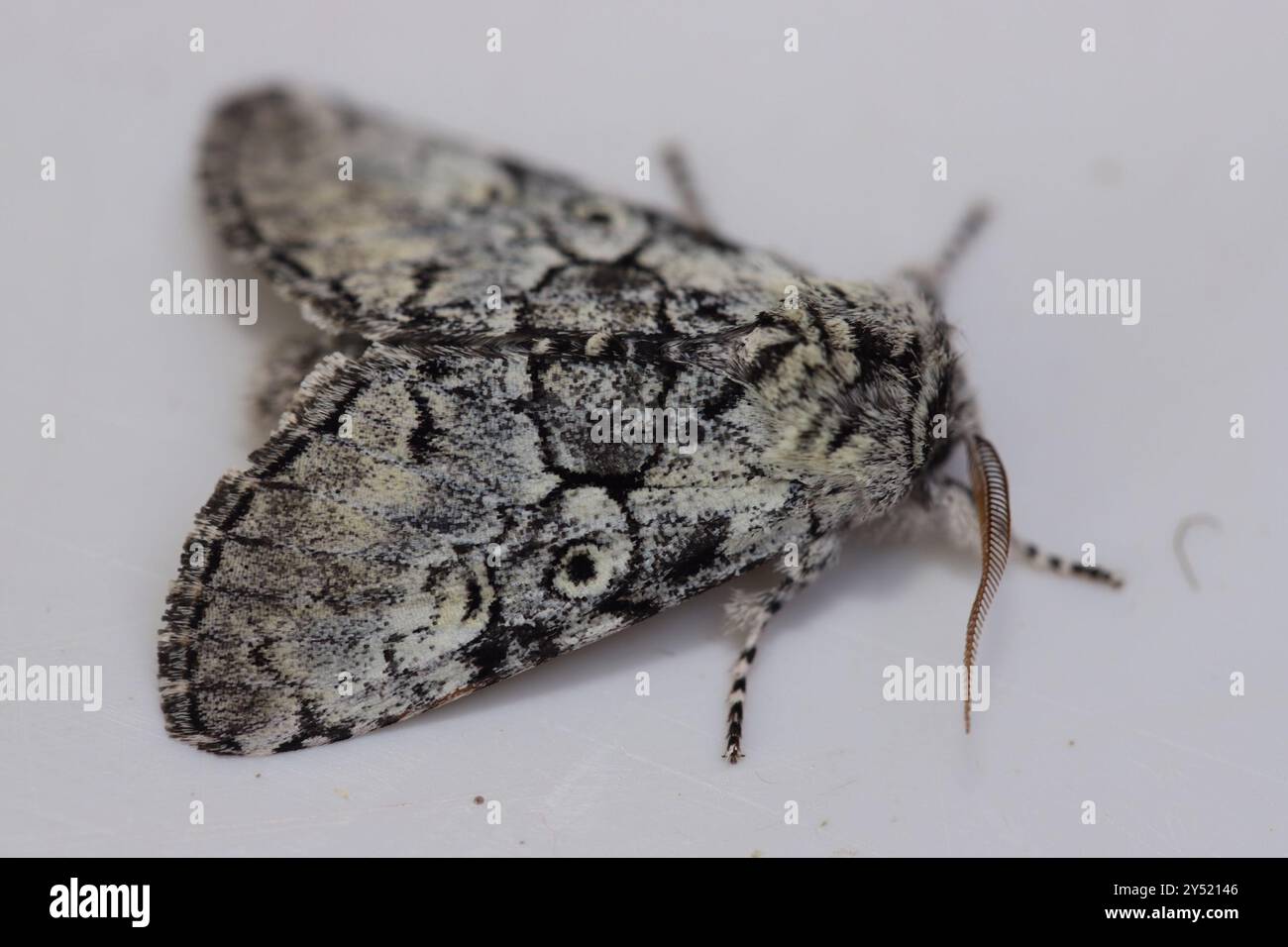Laugher Moth (Charadra deridens) Insecta Stock Photo - Alamy