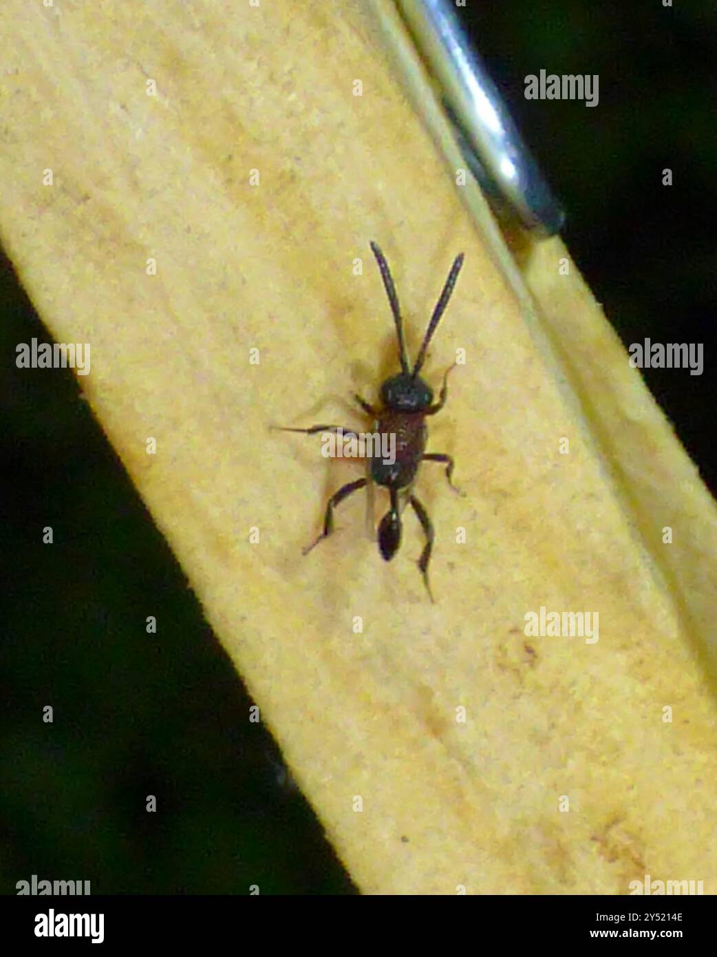 Ensign Wasps (Evaniidae) Insecta Stock Photo - Alamy