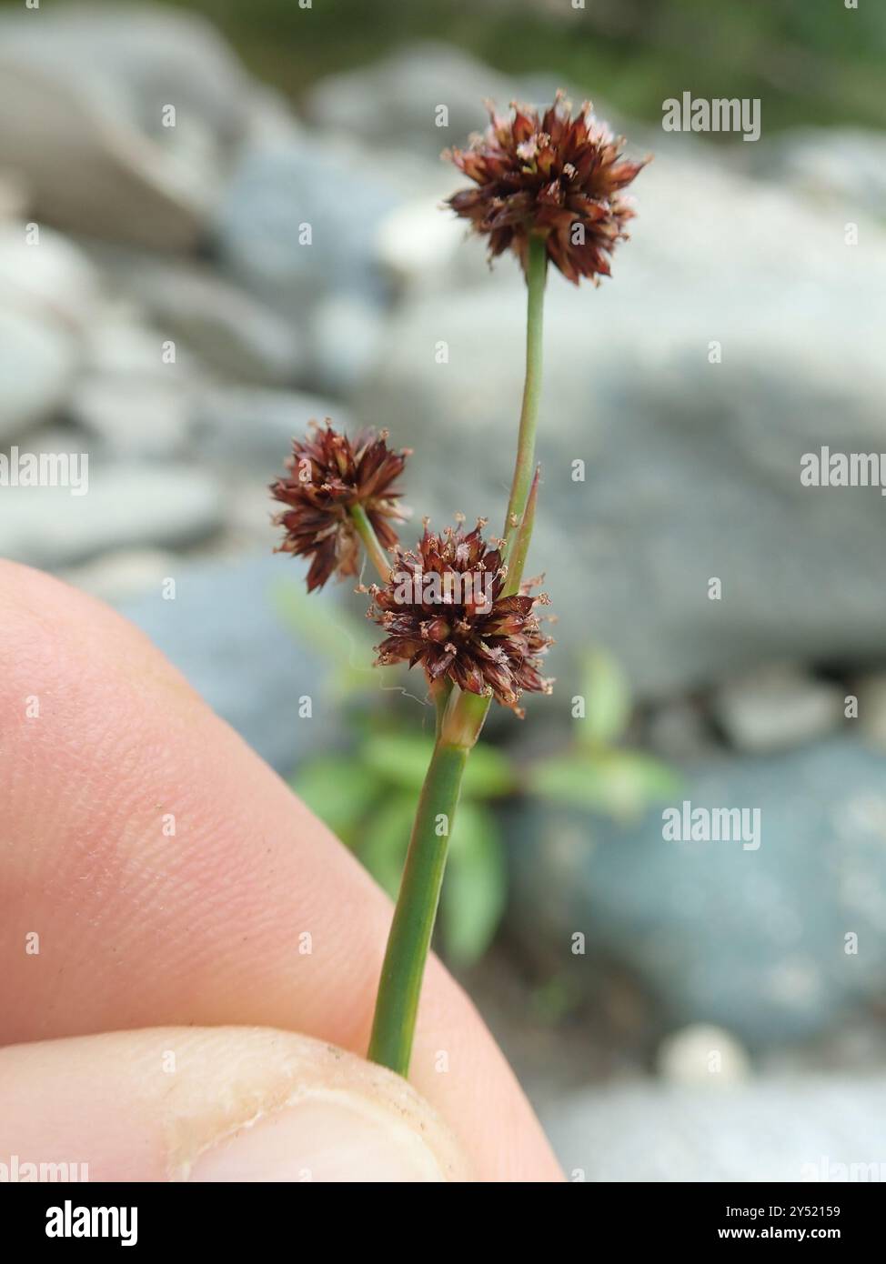 dagger rush (Juncus ensifolius) Plantae Stock Photo - Alamy