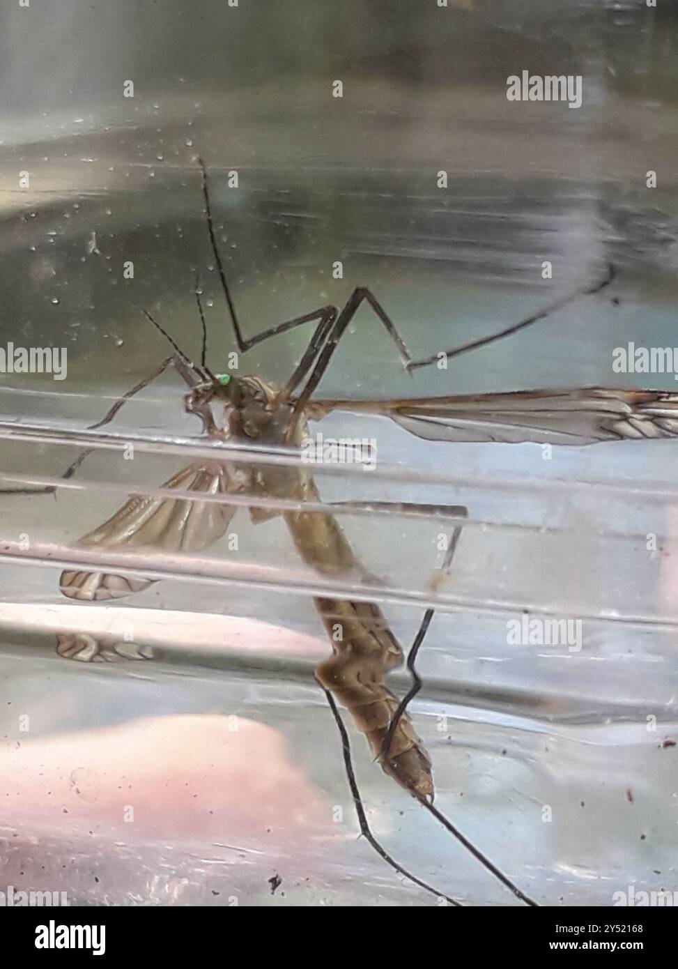 Large Crane Flies (Tipulidae) Insecta Stock Photo - Alamy