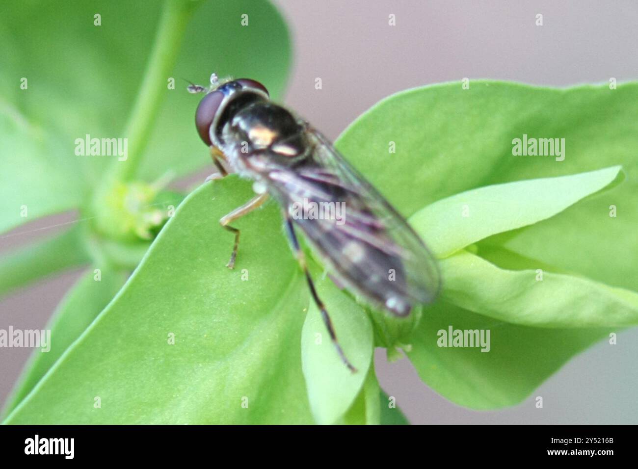 Typical Hover Flies (Syrphinae) Insecta Stock Photo - Alamy
