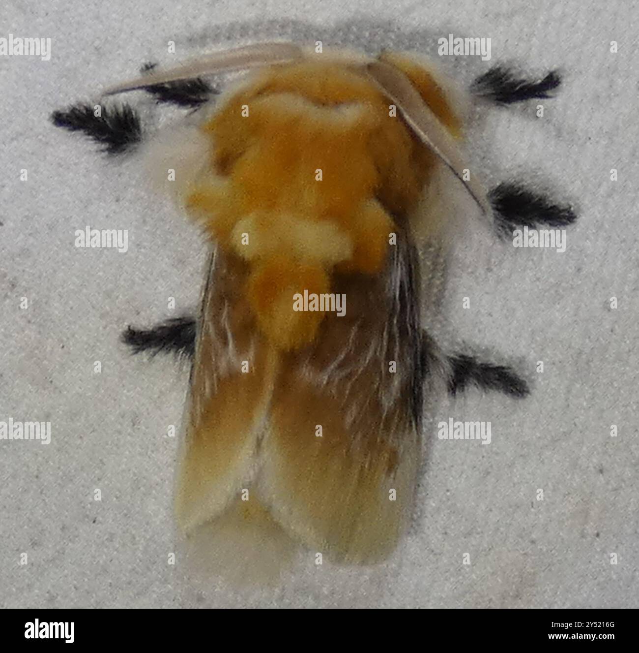 Southern Flannel Moth (Megalopyge opercularis) Insecta Stock Photo - Alamy