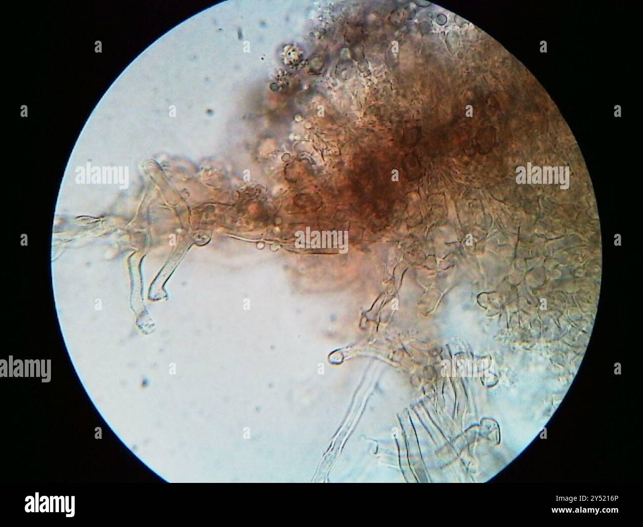 (Thelephora regularis) Fungi Stock Photo - Alamy