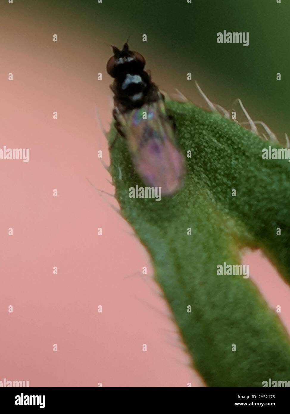 Freeloader Flies (Milichiidae) Insecta Stock Photo - Alamy