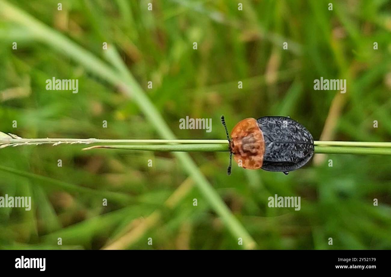Red-breasted Carrion Beetle (Oiceoptoma thoracicum) Insecta Stock Photo ...