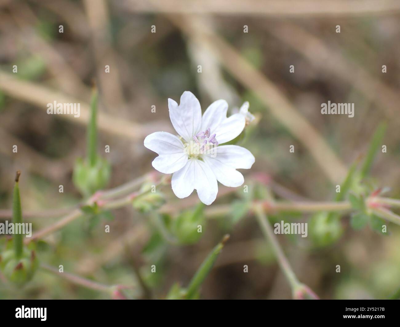 Small-flowered Crane's-bill (Geranium pusillum) Plantae Stock Photo - Alamy