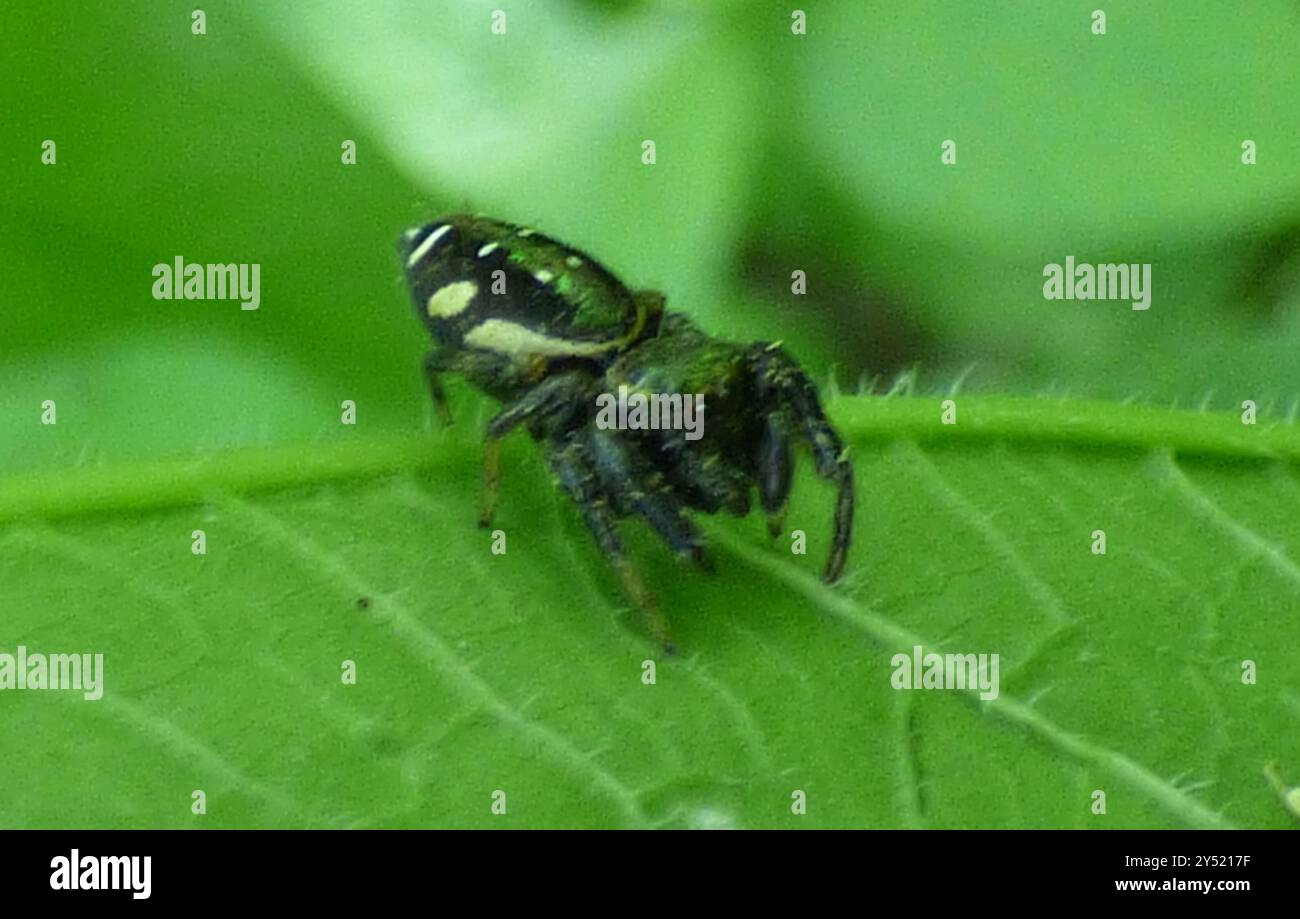 Golden Jumping Spider (Paraphidippus aurantius) Arachnida Stock Photo ...