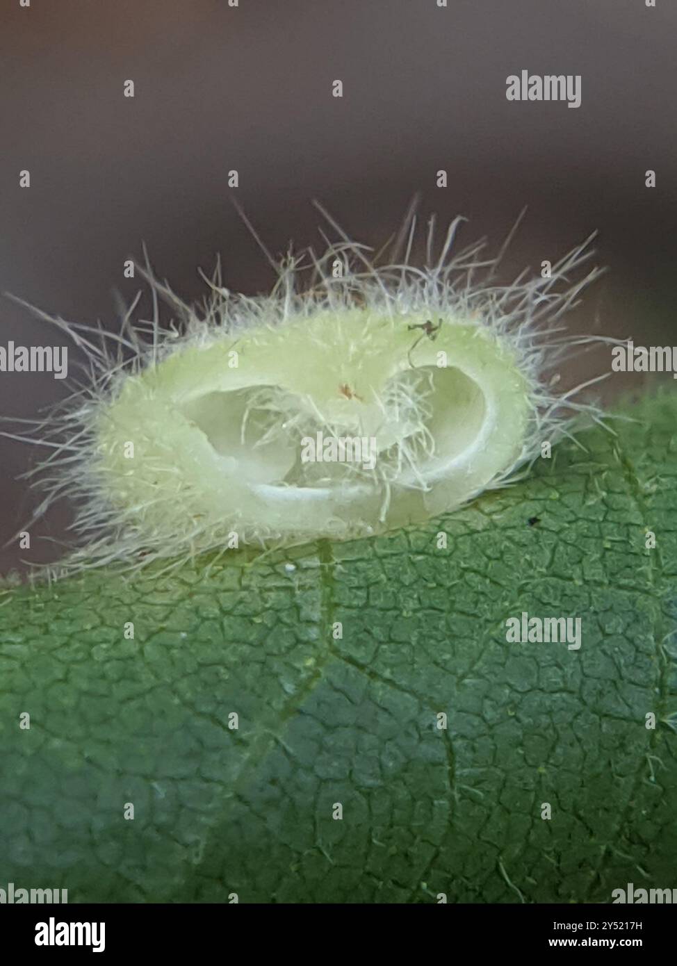 Hickory Placenta Gall Midge (Caryomyia thompsoni) Insecta Stock Photo ...