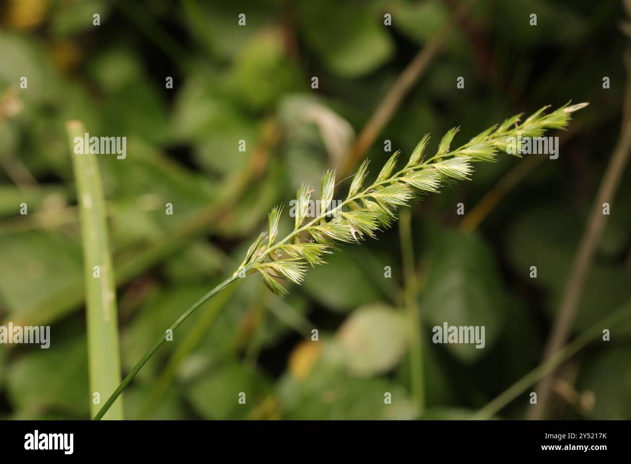 crested dogtail grass (Cynosurus cristatus) Plantae Stock Photo - Alamy