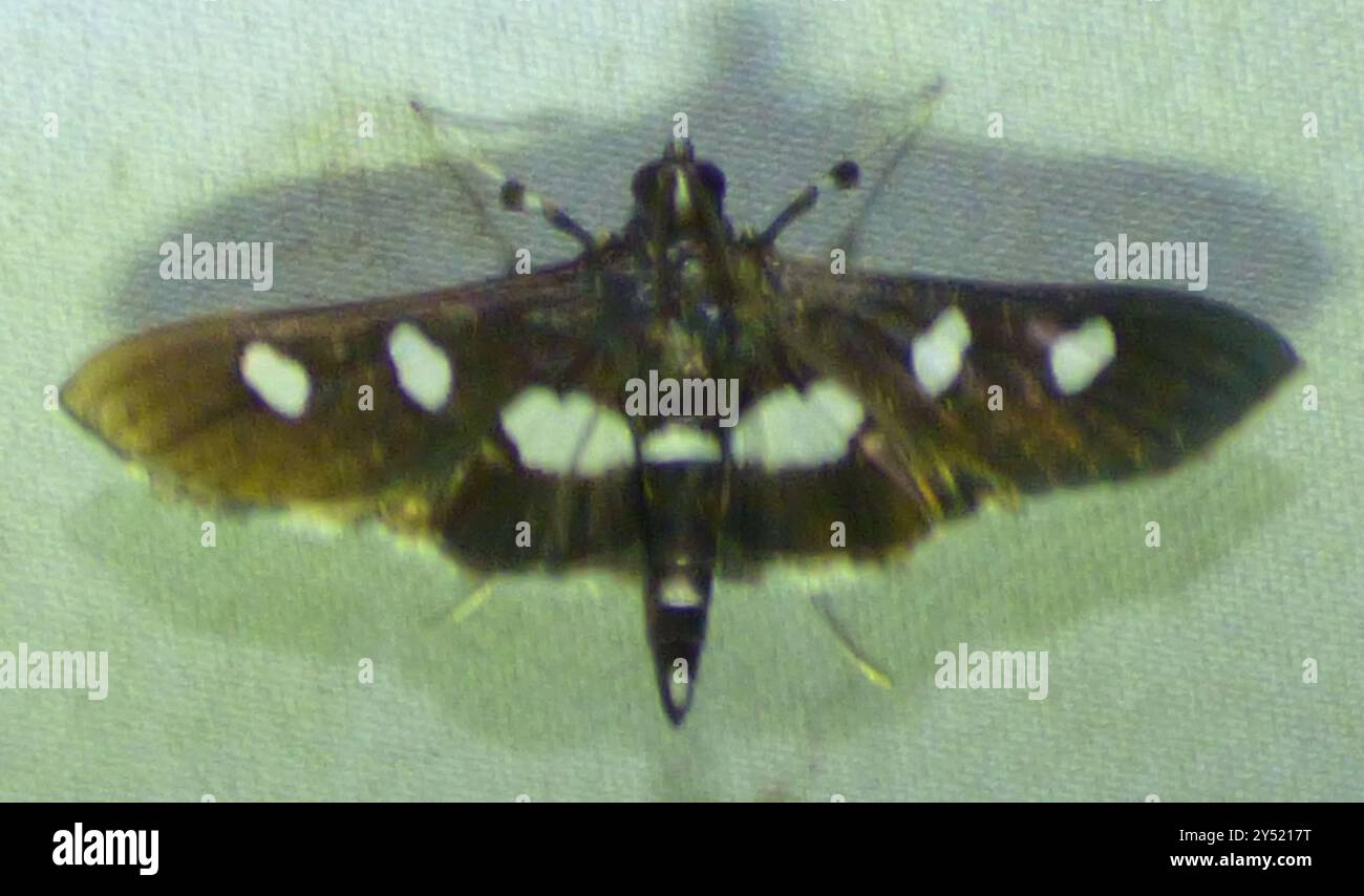 Grape Leafroller Moth (Desmia maculalis) Insecta Stock Photo - Alamy