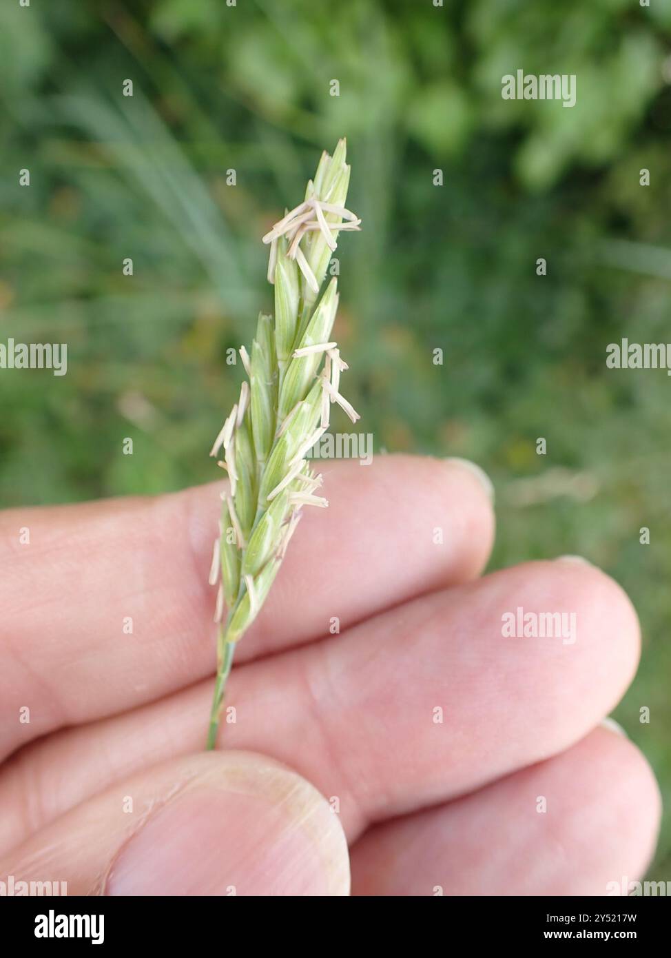 Quack Grass (Elymus repens) Plantae Stock Photo - Alamy