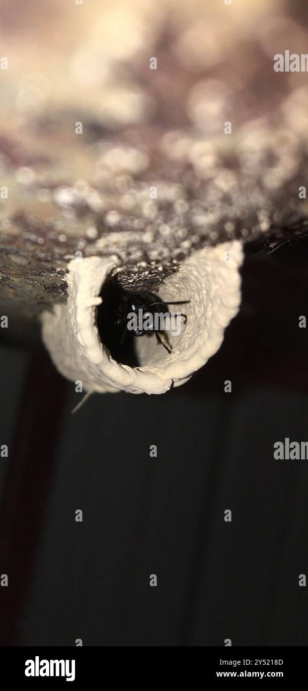 Organ-pipe Mud-dauber Wasp (Trypoxylon politum) Insecta Stock Photo - Alamy