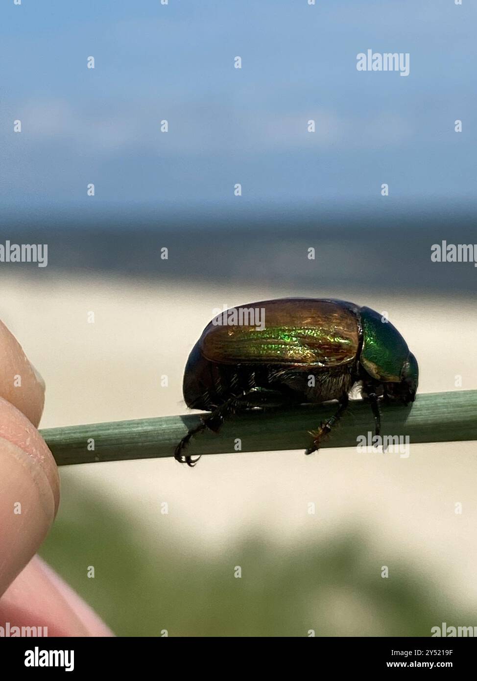 Dune Chafer (Anomala dubia) Insecta Stock Photo - Alamy