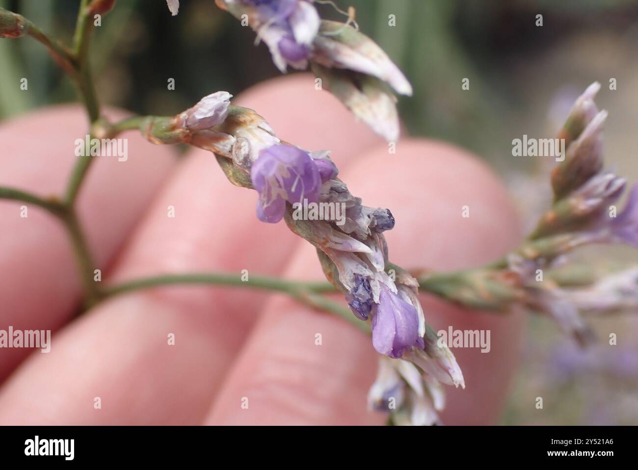 Lax-flowered Sea-lavender (Limonium humile) Plantae Stock Photo - Alamy