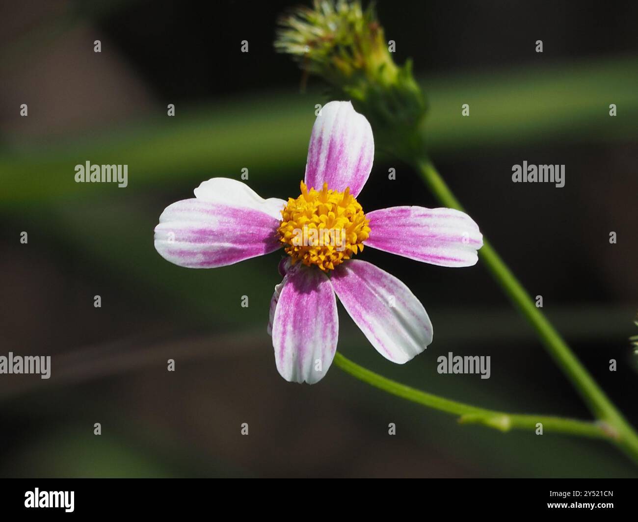 White beggarticks (Bidens alba) Plantae Stock Photo - Alamy
