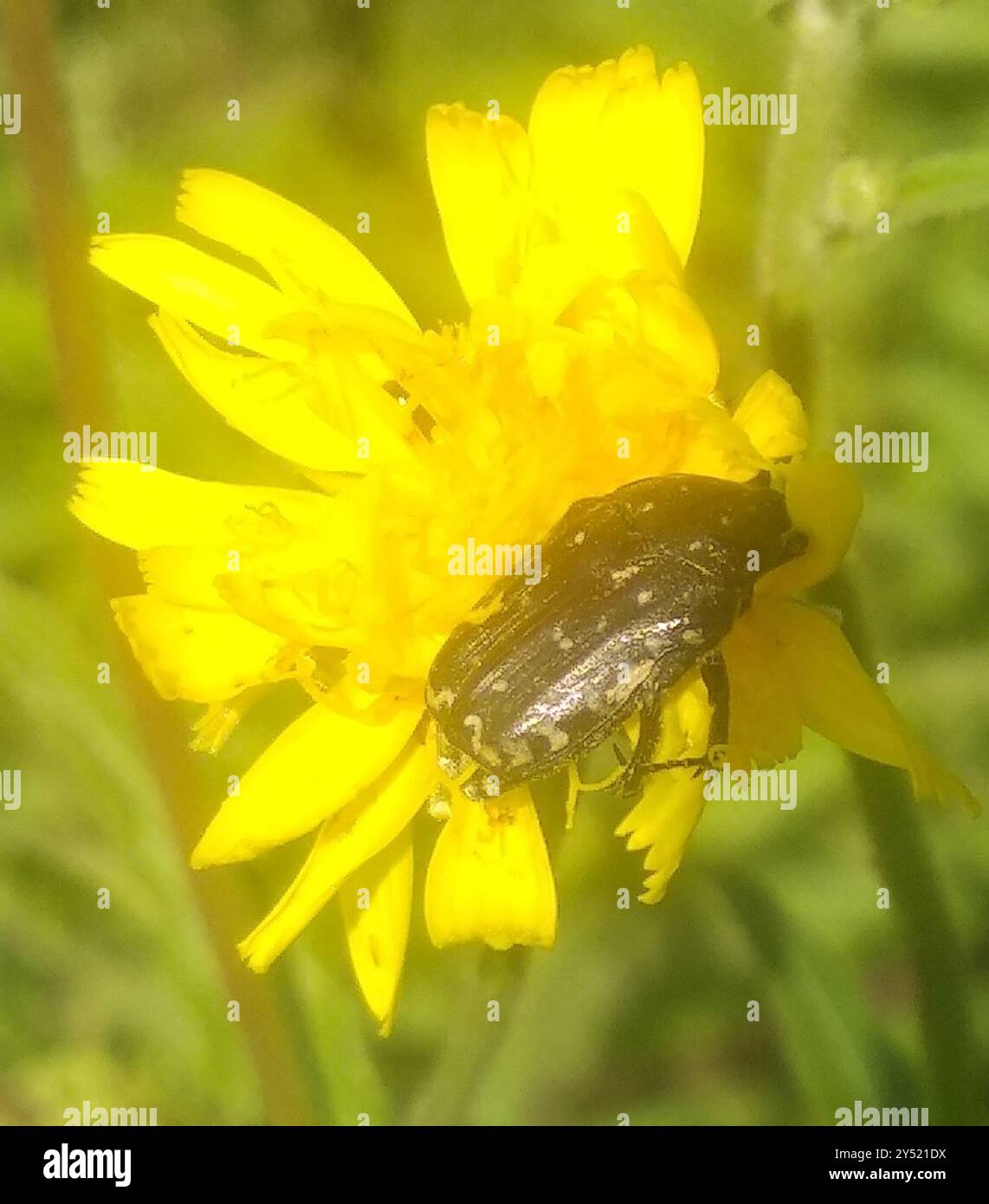 Mediterranean Spotted Chafer (Oxythyrea funesta) Insecta Stock Photo ...