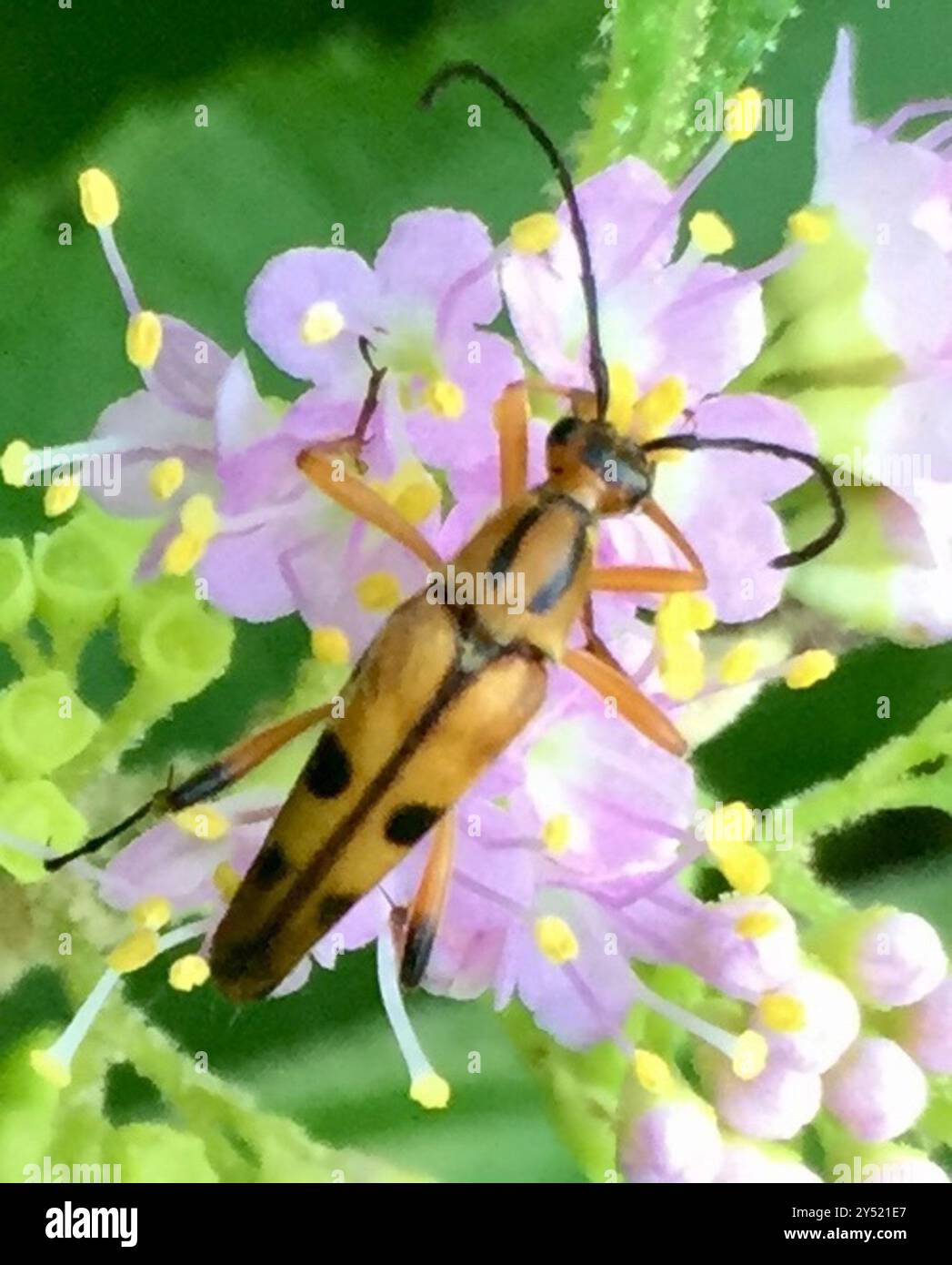 Coastal Plain Slender Flower Longhorn (Strangalia famelica famelica ...