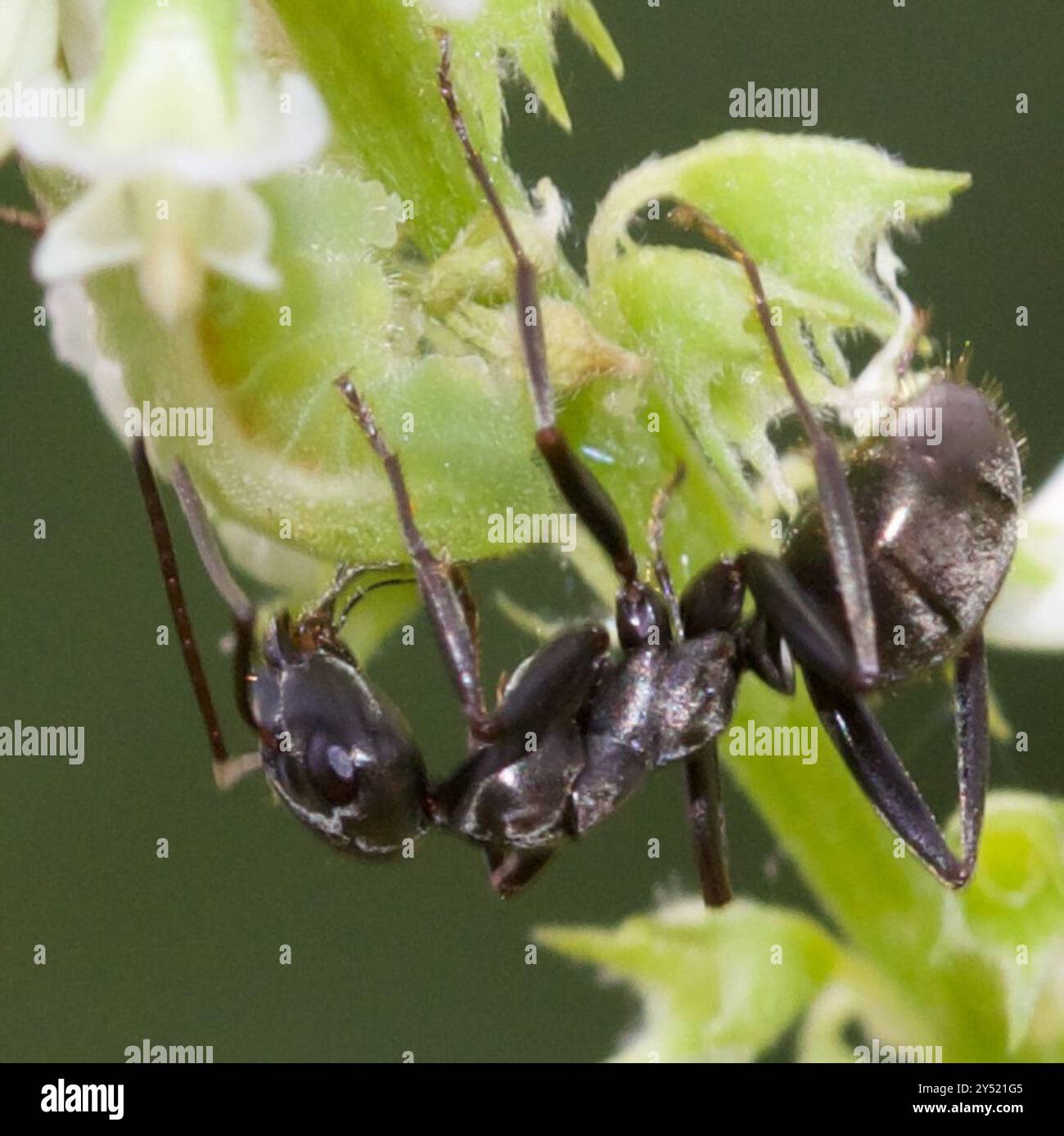 Silky Field Ant (Formica subsericea) Insecta Stock Photo - Alamy
