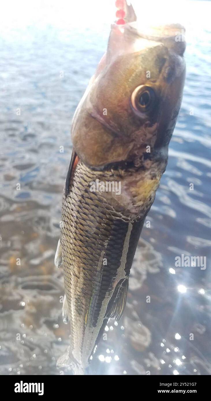Fallfish (Semotilus corporalis) Actinopterygii Stock Photo - Alamy