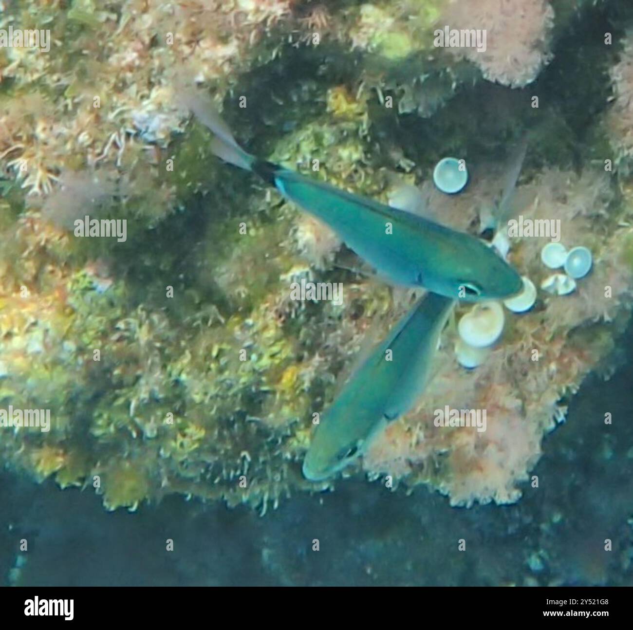 Saddled Seabream (Oblada melanurus) Actinopterygii Stock Photo - Alamy